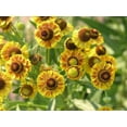 100 HELENIUM ' AUTUMN LEAVES ' Mix Helenium Autumnale Sneezeweed Mixed ...