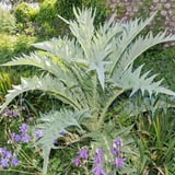 Cardoon Seeds - Artichoke Thistle Herb Seed - 400 Seeds - Walmart.com