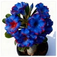 Color Assorted Desert Rose-(Non-Artificial)-Abundant Flower Colors ...