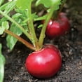 Burpee Organics Cherry Belle Radish Seeds -Heirloom Organic Vegetable ...