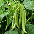 Bean Plant Live 4 Inch Pot, Starter Bean Plant for Garden, Compact ...