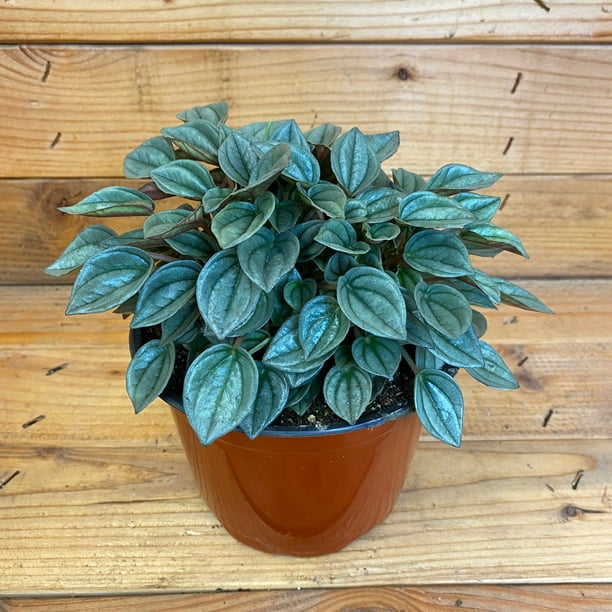 Silver Peperomia