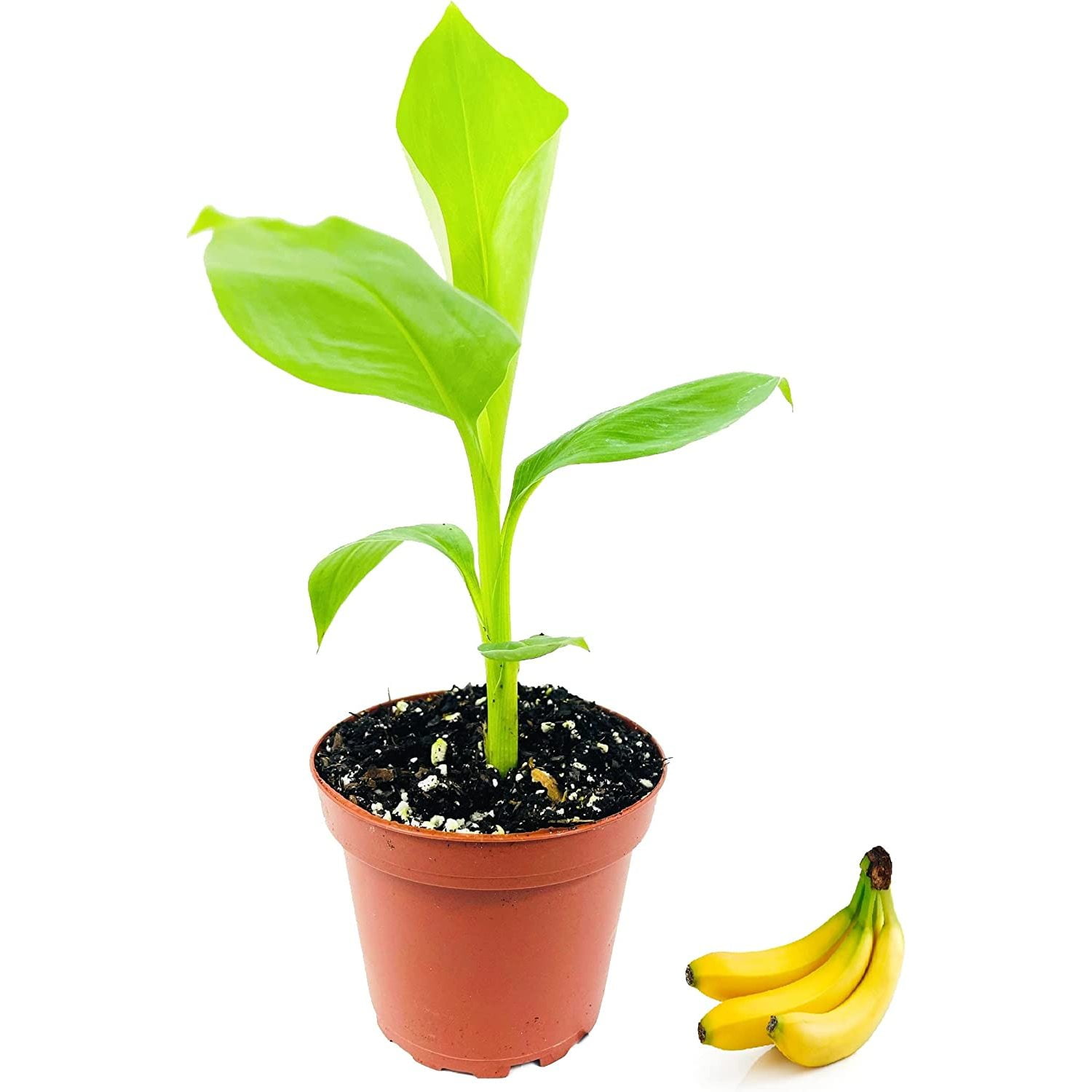 Ripe Banana Tree Plant