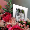 3drose, Photograph of a Dapple Dachshund in a Polaroid Style Frame., 12 ...