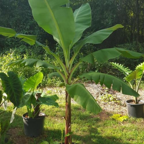 Banana 'Gran Nain' - Live Starter Plant in 3" Pot - Walmart.com