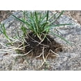 Barenbrug Turf Saver RTF Grass Seed with Yellow Jacket Coating - Self ...