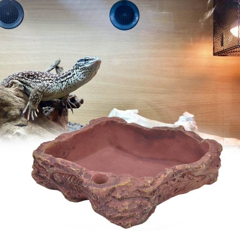 Lizard Dishes