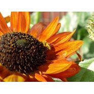 50 SPADELEAF Edible Coinwort Centella Asiatica Gotu Kola Herb Pink ...