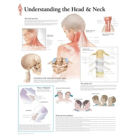 Publishing, S: Understanding the Head & Neck Paper Poster | Walmart Canada