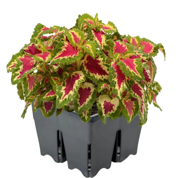 Coleus Plants