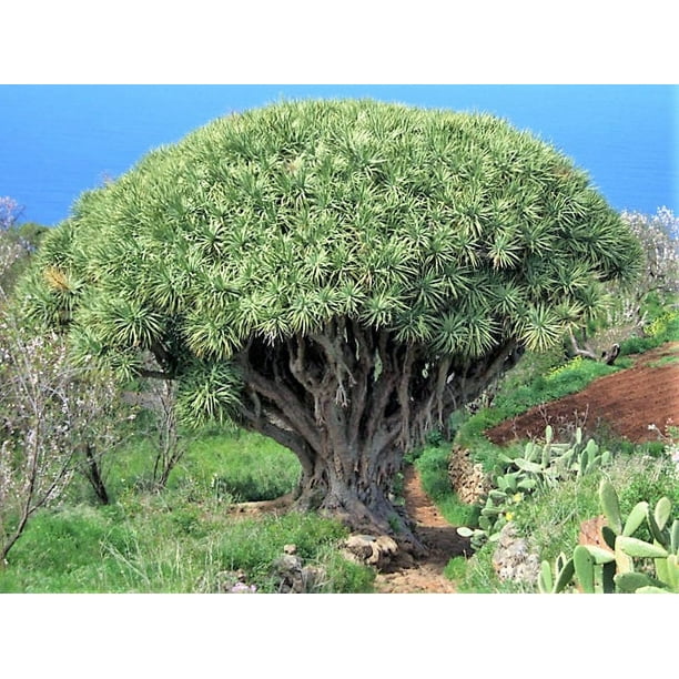 10 DRAGON TREE Dracaena Draco Canary Island Drago Blood Asparagus Yucca ...