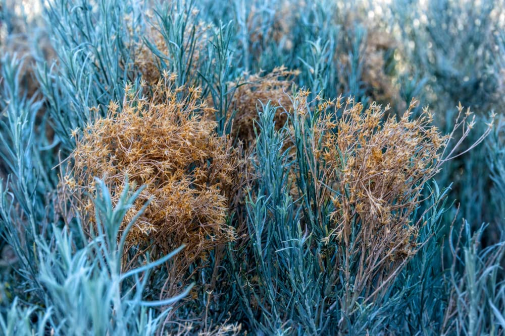 100 Blue Rabbit Bush Seeds for Planting - Hardy Perennial - Walmart.com