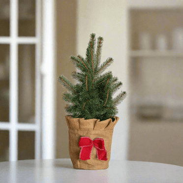 Live Christmas Tree Emerald Green Arborvitae (2.5 Quart) Evergreen ...