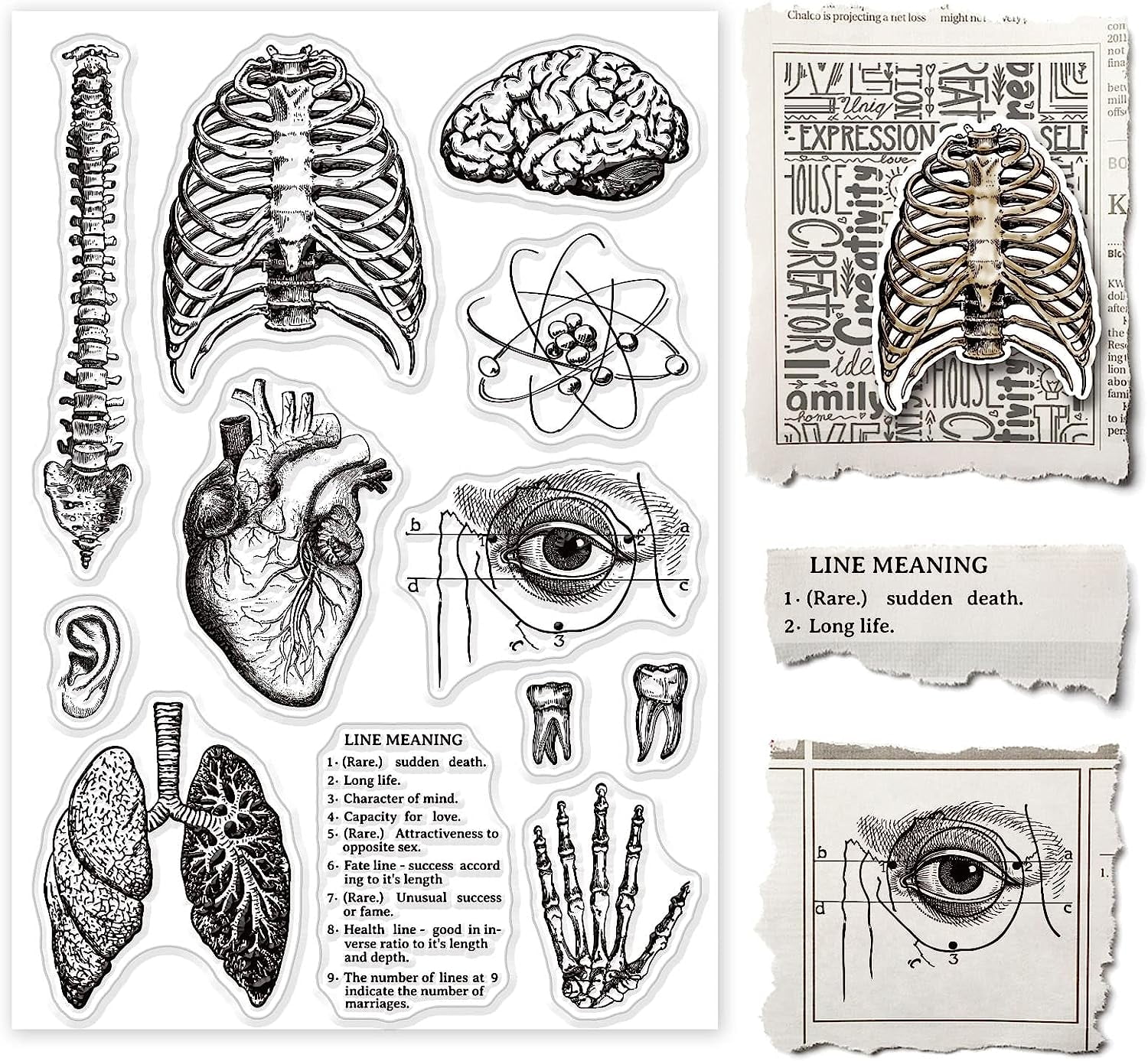 Human Body Silicone Clear Stamp Spine Brain Transparent Silicone Stamp ...