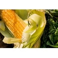 Bantam Sweet Corn Seeds for Planting - America's Favorite Sweet Corn ...