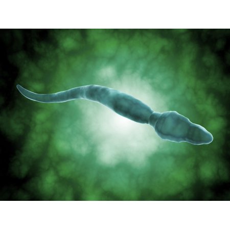 Microscopic view of a single male sperm cell. Poster Print (32 x 24 ...