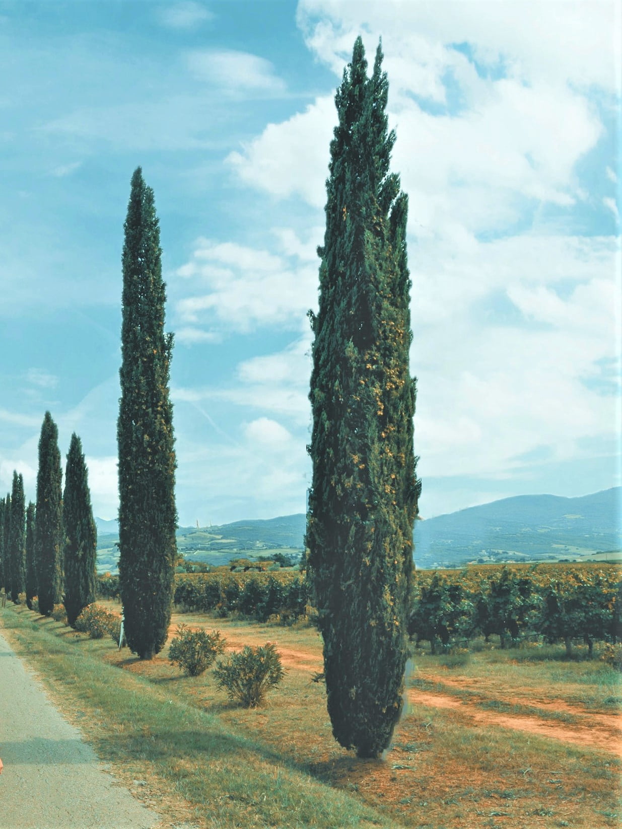 Italian Cypress Tree Tall And Slender Evergreen Tree 2 5 Qt Italian Cypress Tree Tall And Slender Evergreen Tree 2 5 Qt
