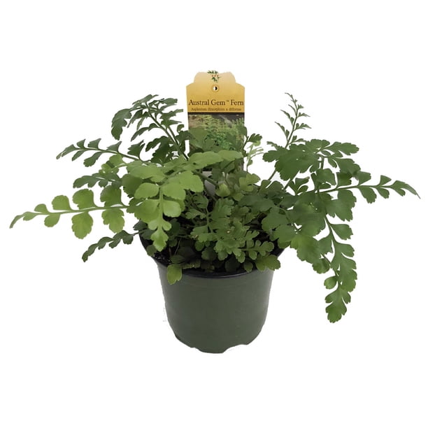 Austral Gem Fern