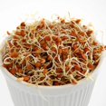 Organic Red Lentil Sprouting Seeds -2.5 Lbs - Handy Pantry Brand - Red ...