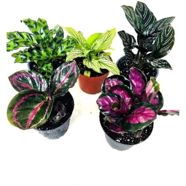 Calathea Variety of 5 Plants -Live Plants -Houseplant Collections