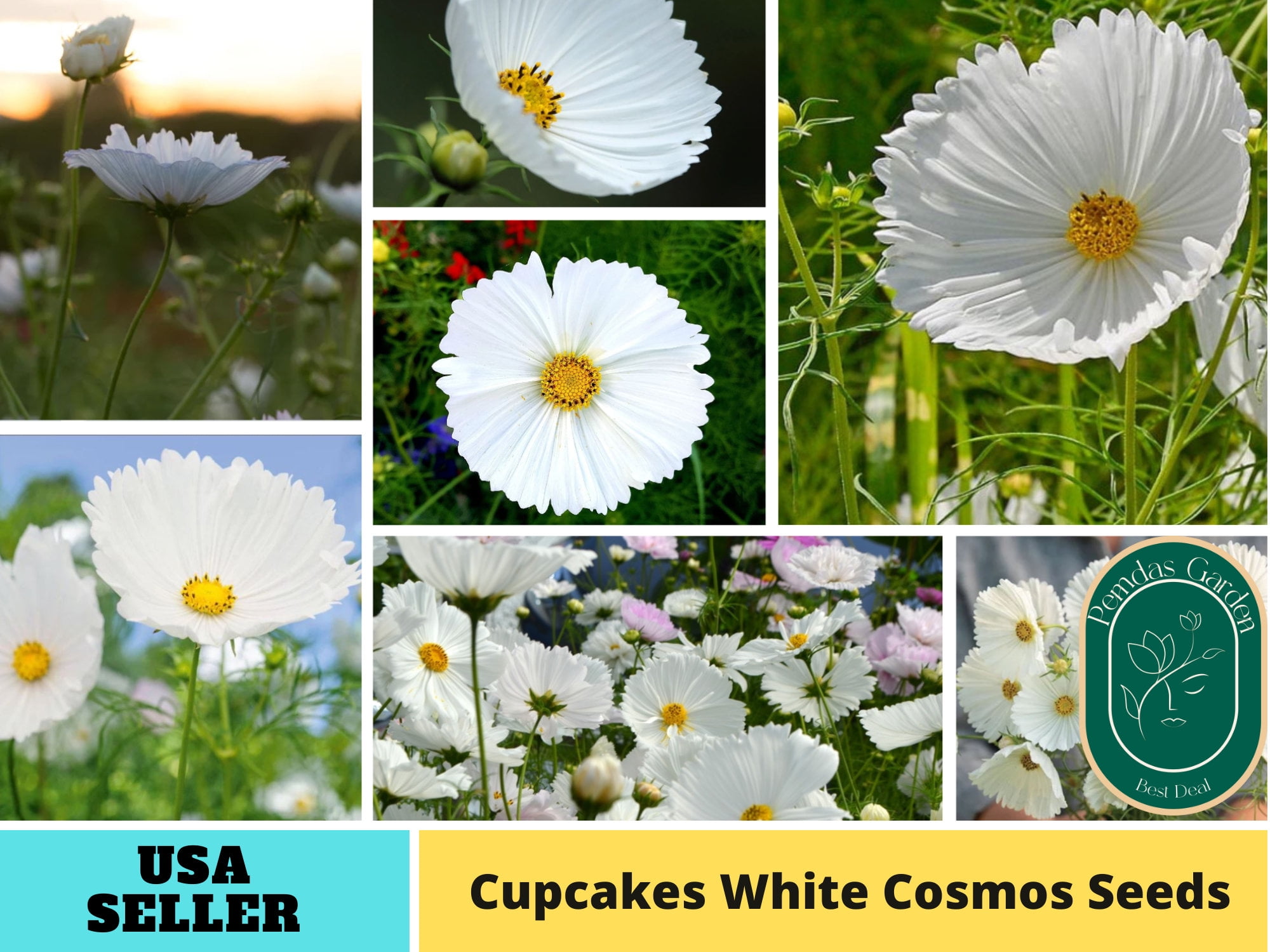 50+ Seeds| White Cosmos Seeds~ Cupcake~ Authentic Seeds ~ GMO Free ...