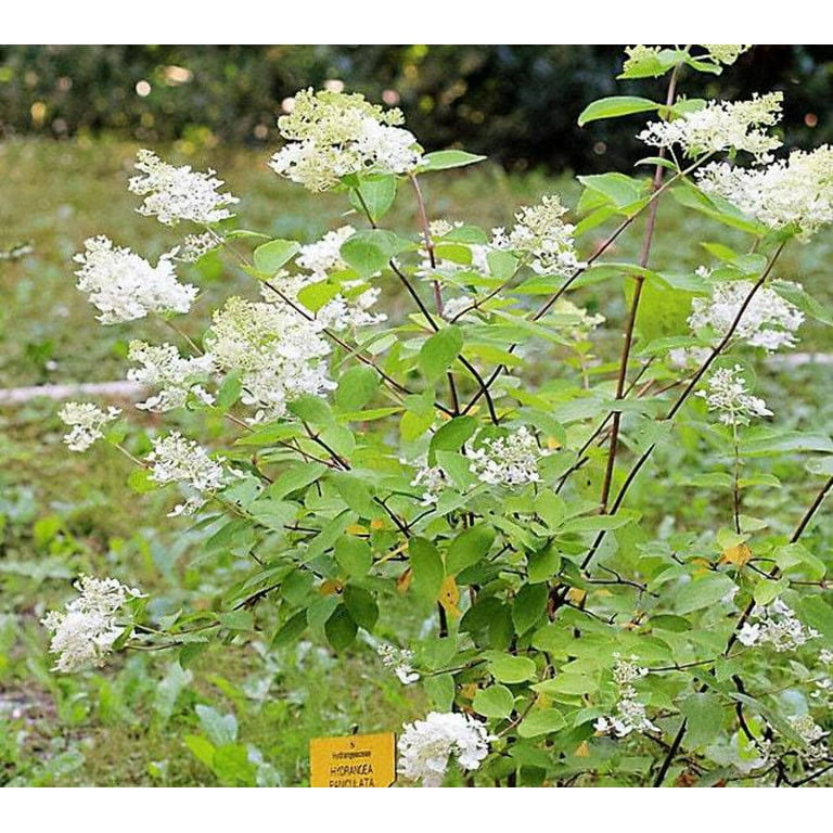 Panicle Flower