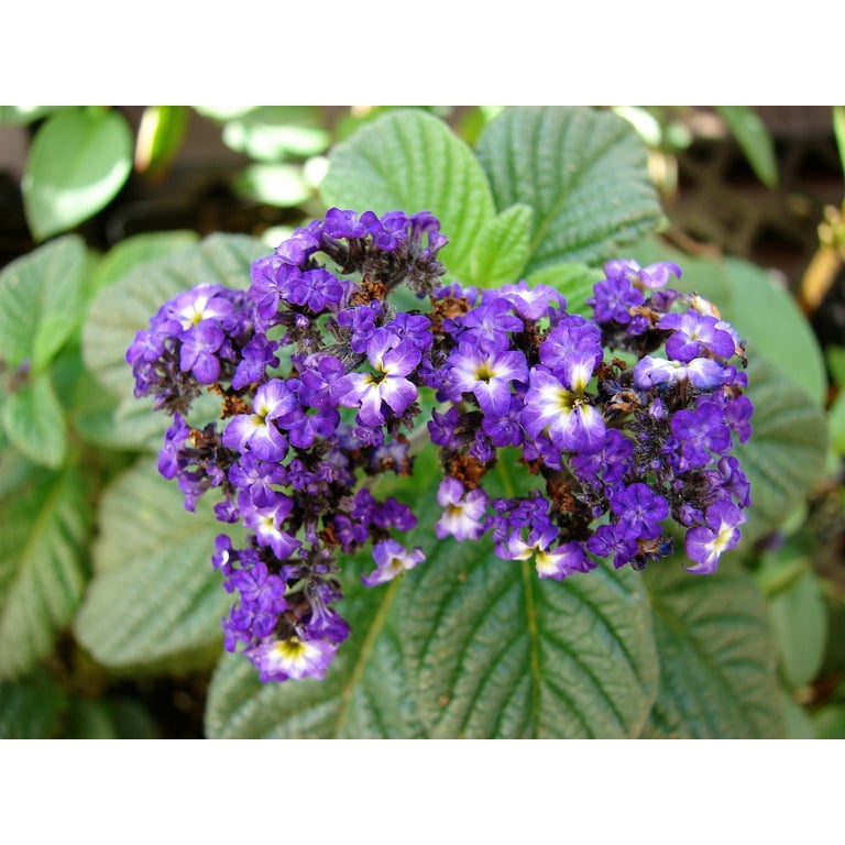 Heliotrope Flower