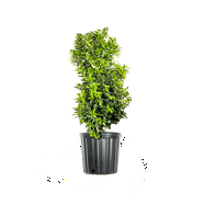 Evergreen Shrub To 10-12' Full Sun - Walmart.com