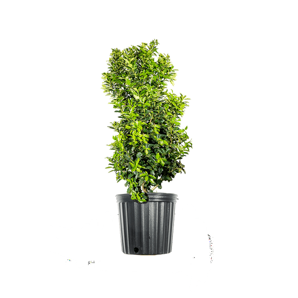 1 Gal. Oak Leaf Holly - Fast Growing Privacy Hedge - Walmart.com