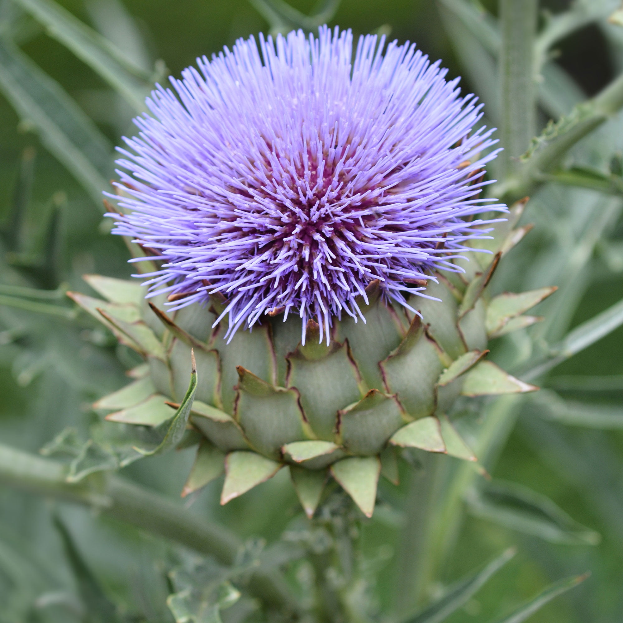 Cardoon Seeds - 3 g Packet ~50 Seeds - Cynara cardunculus - Farm ...