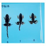 Resin Development Specimen Paperweight Taxidermy Collection Embedded In ...
