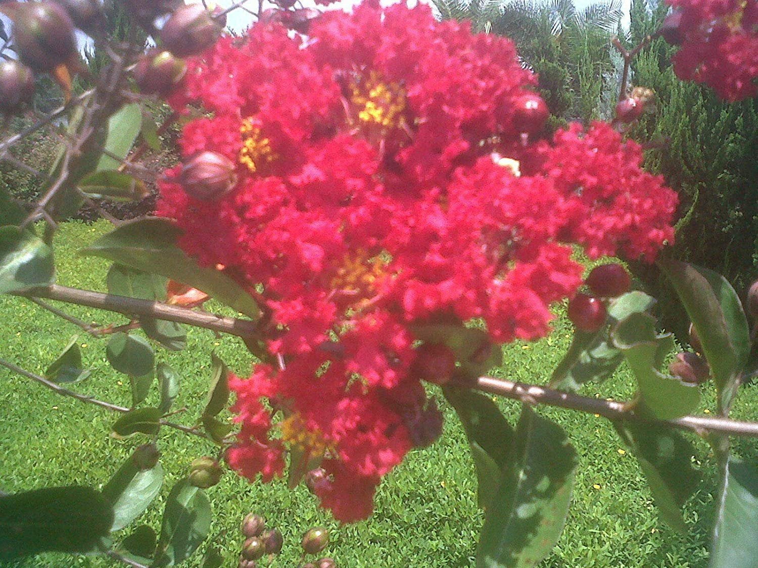 Crape Myrtle, Red Rocket, Starter Plant - Walmart.com