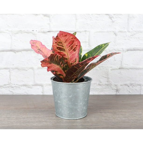 Croton Houseplant