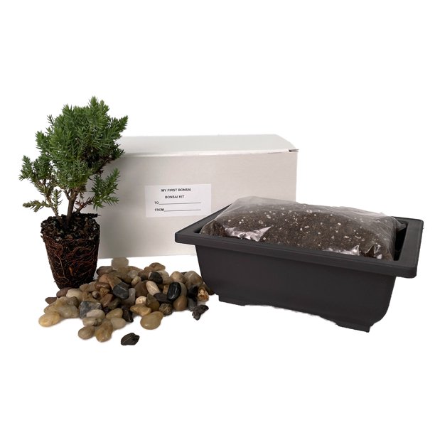 My First Bonsai Tree Kit plus Live Japanese Juniper Tree - Walmart.com