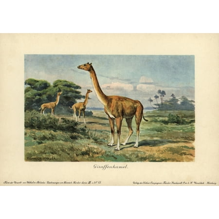 Aepycamelus, An Extinct Genus Of Camelid Whicha Poster Print By ...