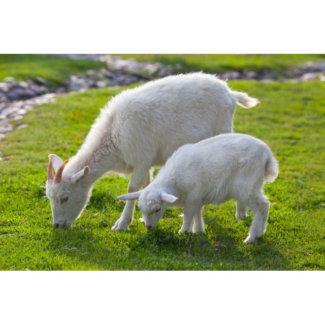 Nature's Seed Intermountain West Goat Pasture Blend, 2.5 Acres (PB-IWG ...