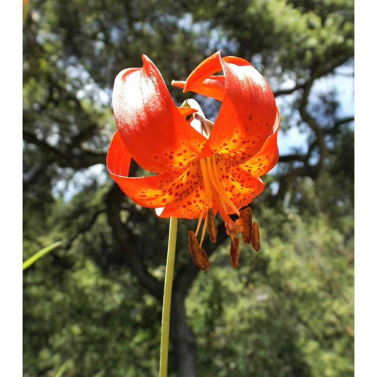 Red Tiger Lily Flower
