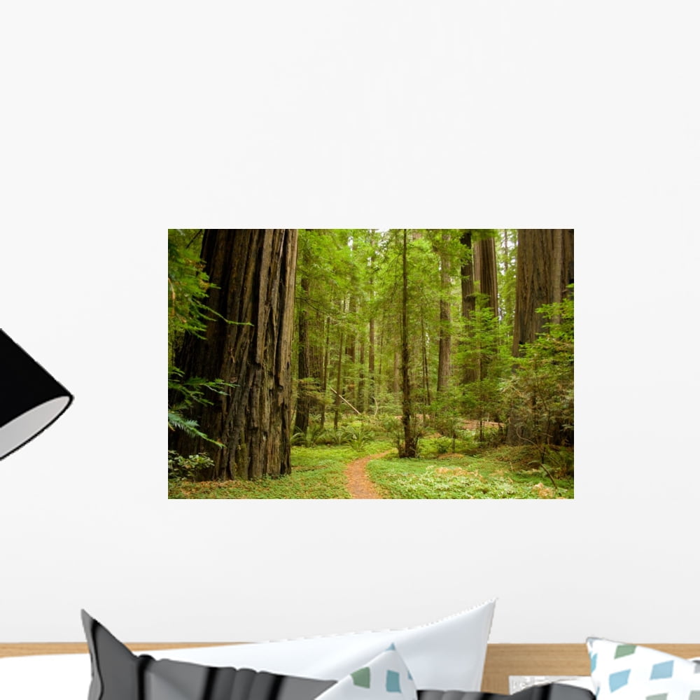 Path through Redwood Forest Wall Mural by Wallmonkeys Peel and Stick ...