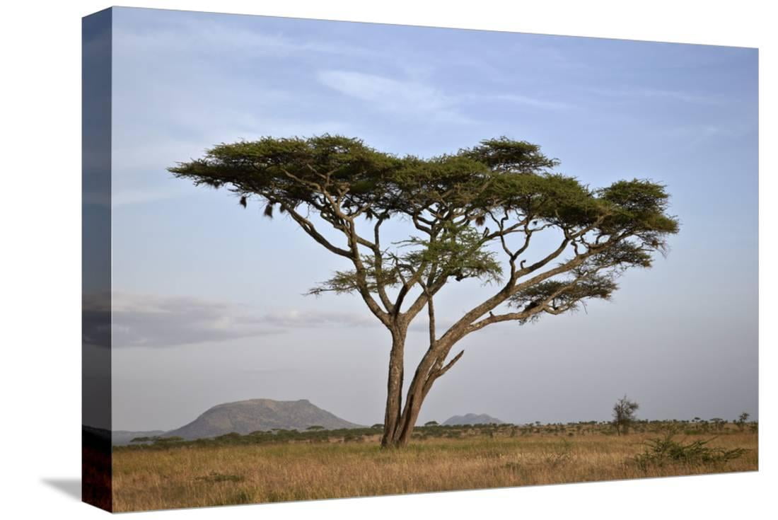 Acacia Tree, Serengeti National Park, Tanzania, East Africa, Africa, Botanical Scenic Stretched ...