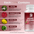 Kidney Cleanse Support Supplement - Natural Cranberry, Buchu & Uva Ursi ...