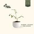 PLANT NOOK Pink Lemonade Blueberry Live Plant Starter Plug 2-Pack ...