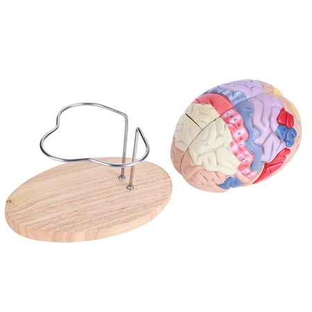 Brain Model, 4 Parts Identify Anatomical Brain Model, For Kids ...