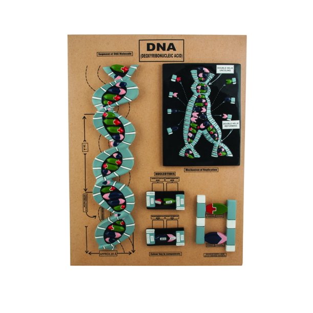 Dna Structure Models