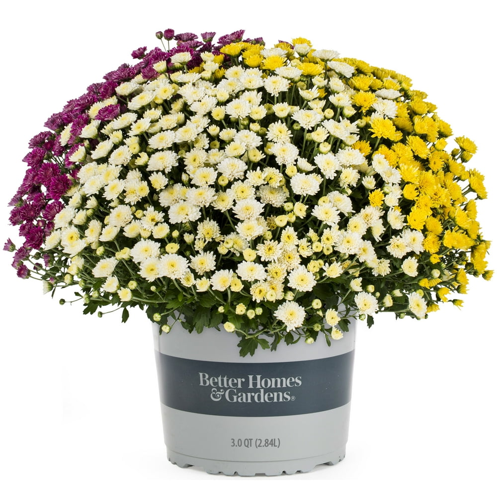 Better Homes & Gardens Outdoor Live Plants Tricolor Garden Mum 3QT, 1 ...