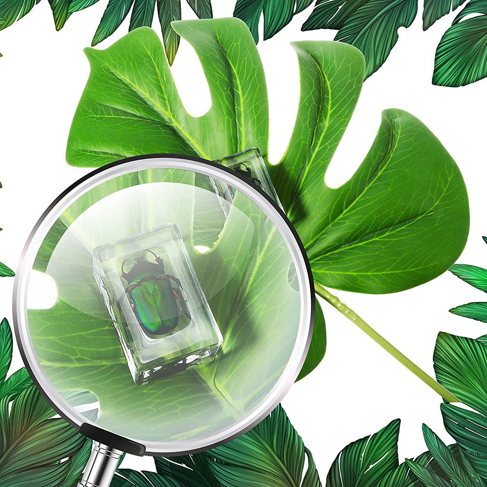 Buy 6-Pack Insect Resin Specimen Cicada Collection Paperweight Arachnid ...