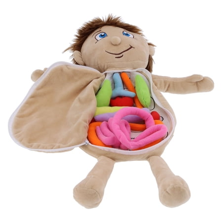Anatomy Learning Toy,Anatomy Learning Doll Human Human Body Anatomy Toy ...