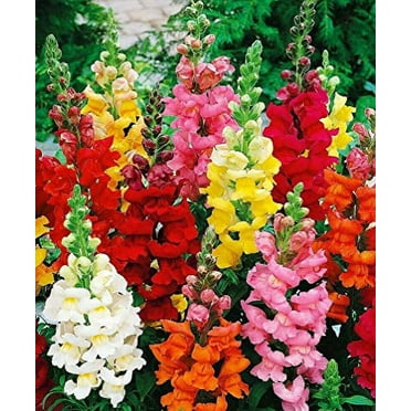 Snapdragon Flower Seeds - Sonnet Series F1 - 1000 Seeds - Crimson ...