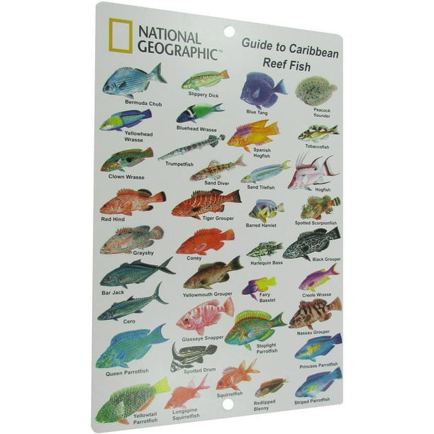 National Geographic Snorkeler Fish ID Card, Caribbean Reef Fish ...