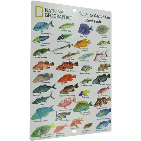 National Geographic Snorkeler Fish ID Card, Caribbean Reef Fish ...