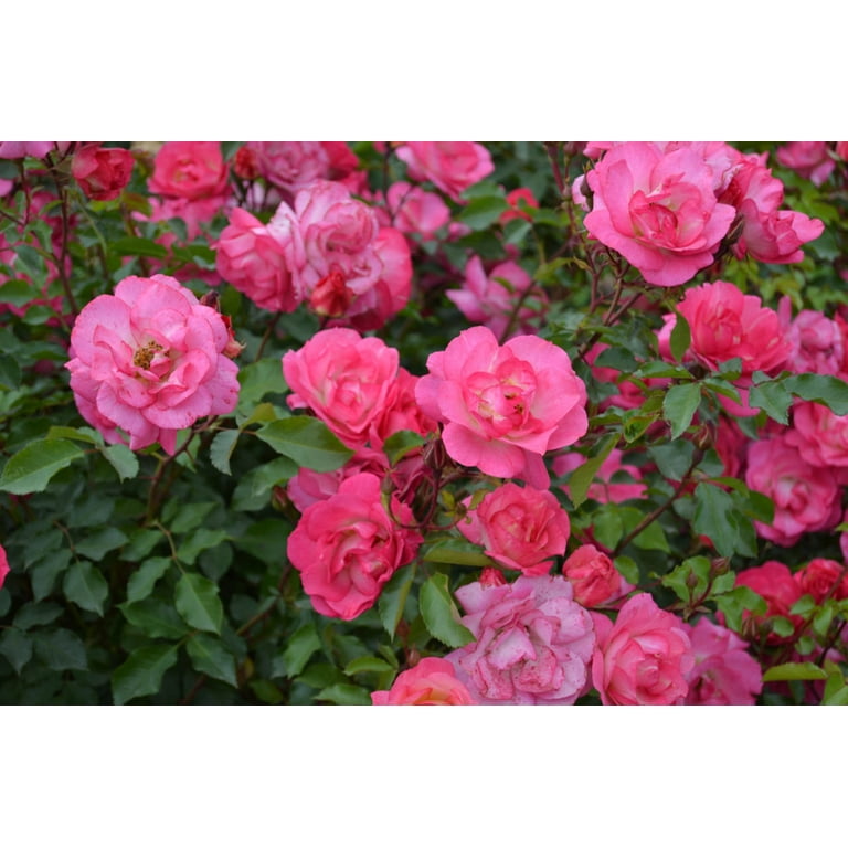 Sunrise Sunset Rose